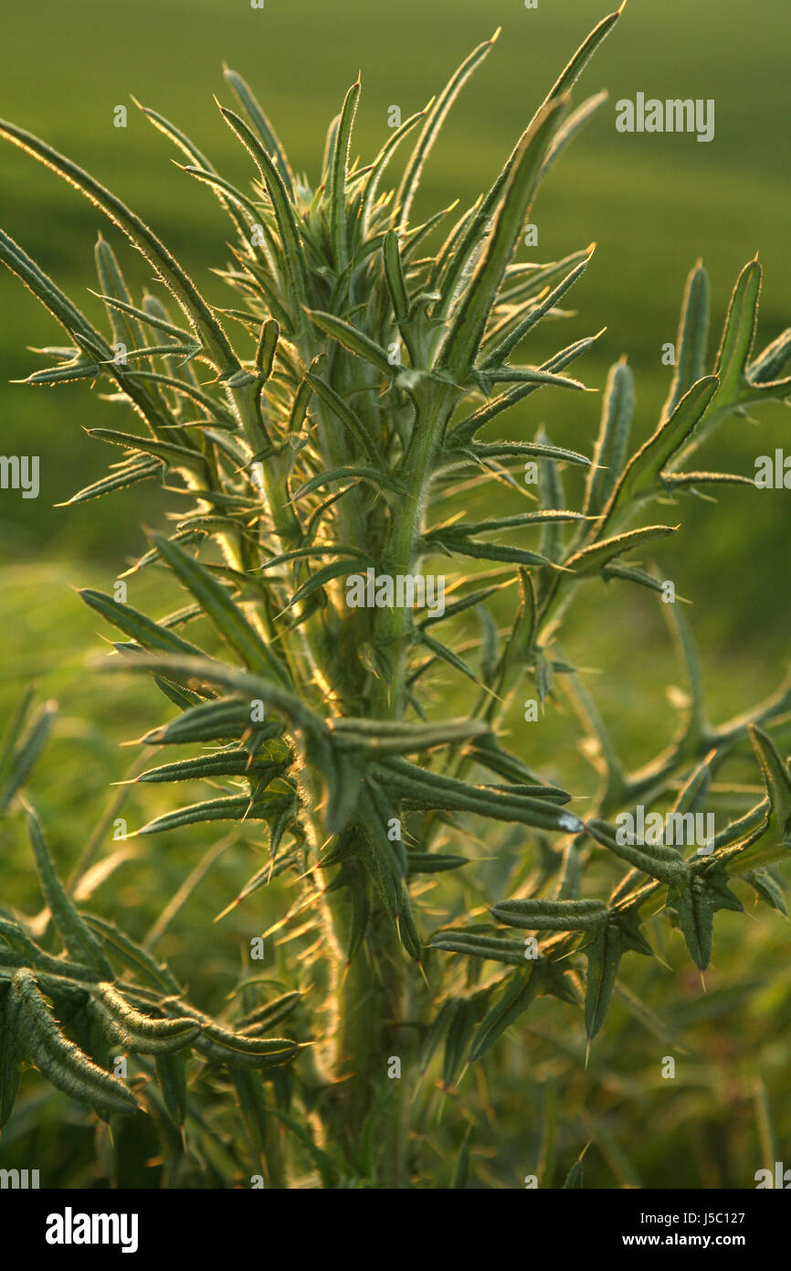flower plant green flora counter-light thistle spiny scratchy nature ...