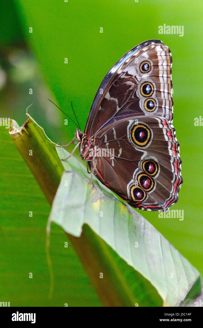 insect insects butterfly dreamy tropical butterflies tropics nature ...