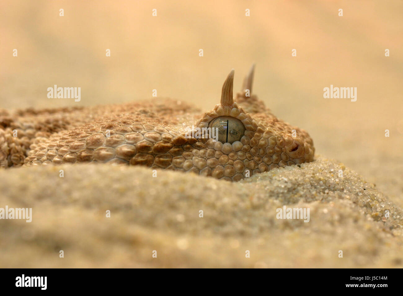 danger animal reptile animals horn snake camouflage reptiles vipers ...