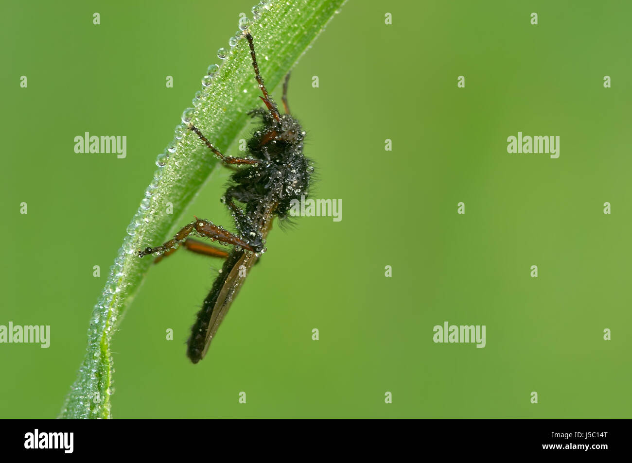 march fly with dewdrops Stock Photo - Alamy