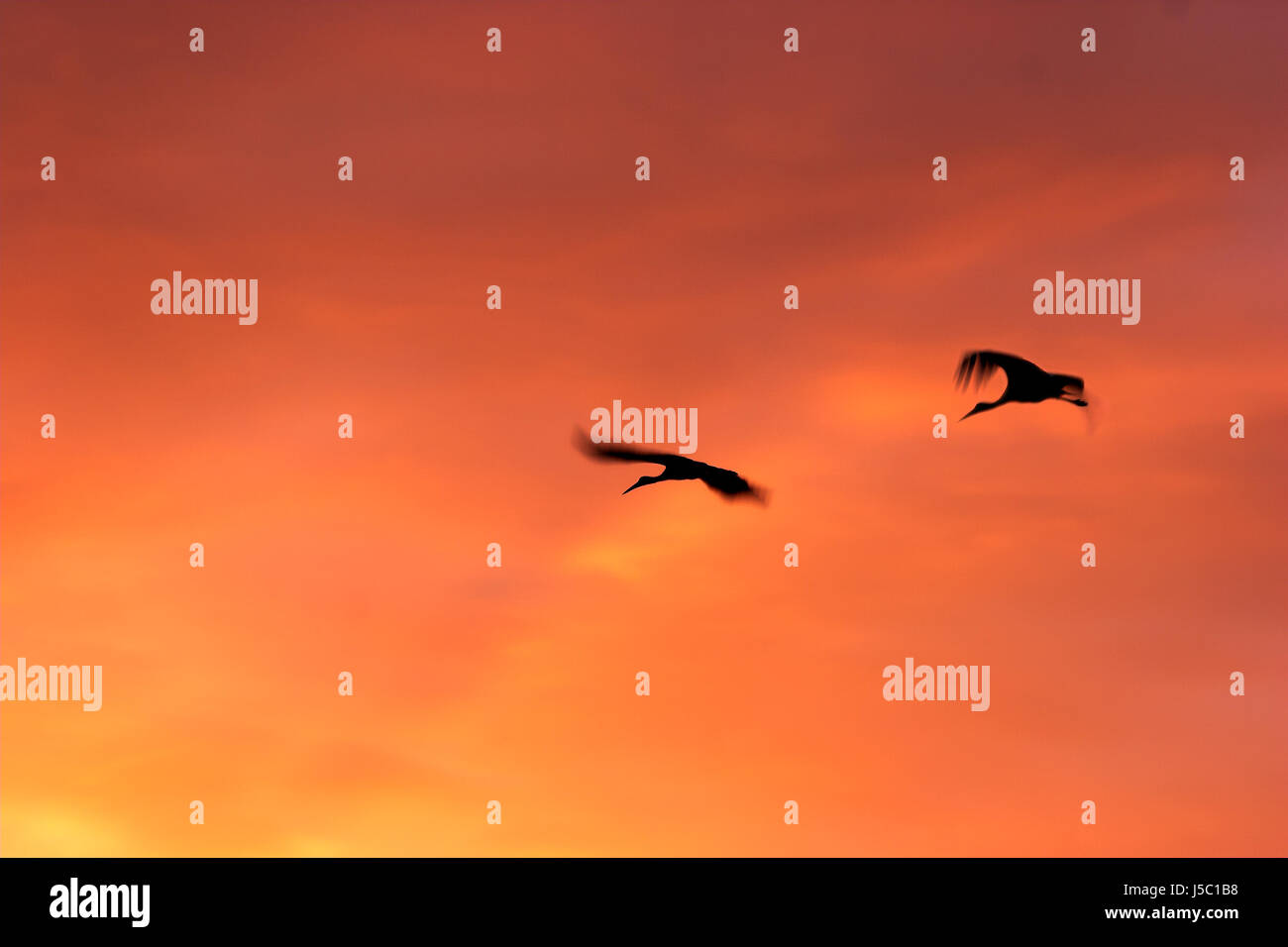 flight bird sunset romantic birds summer summerly romanticism evening ...