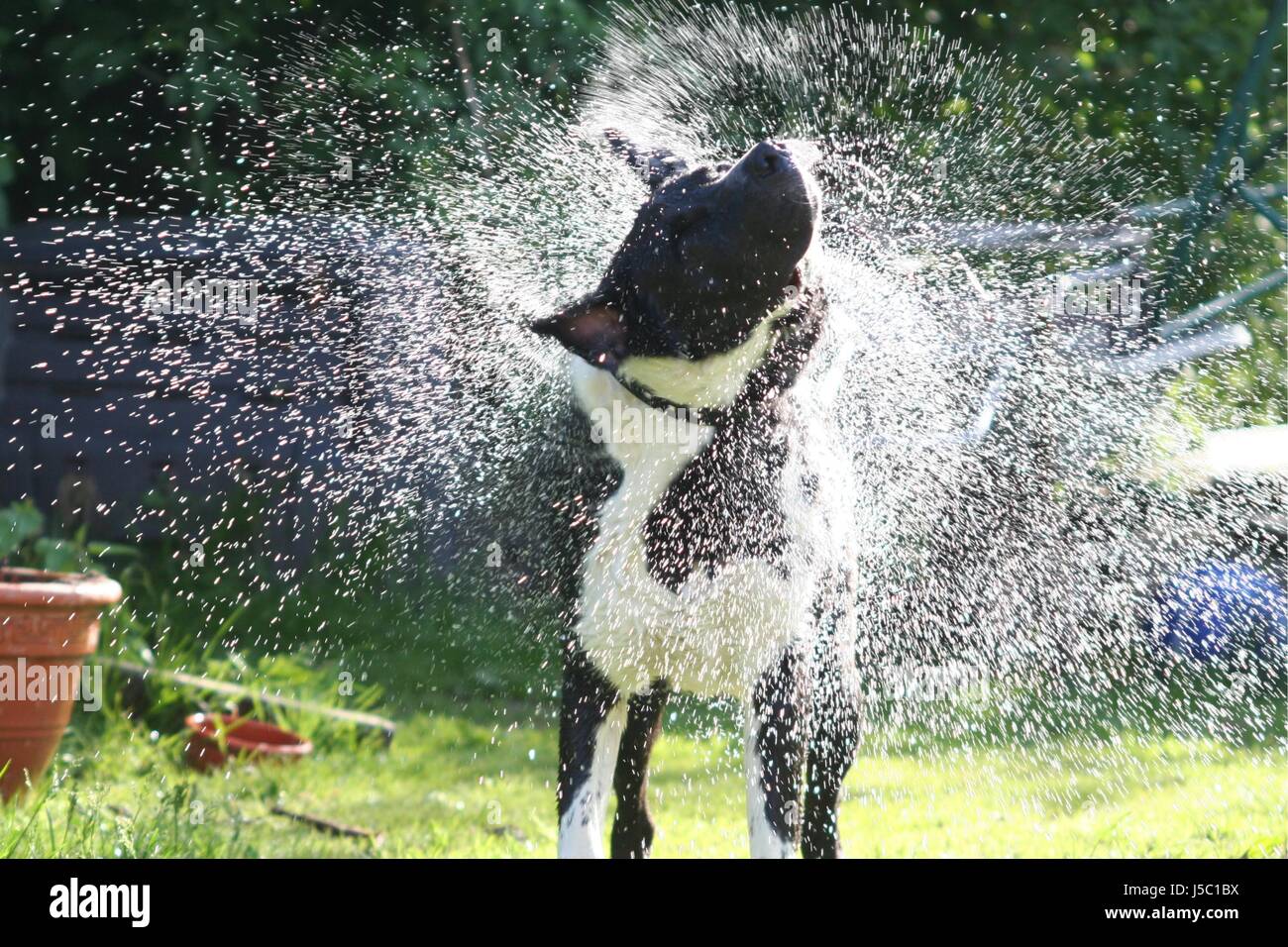 animal pet quadruped dog wet shake water drop waterdrop water lawn ...