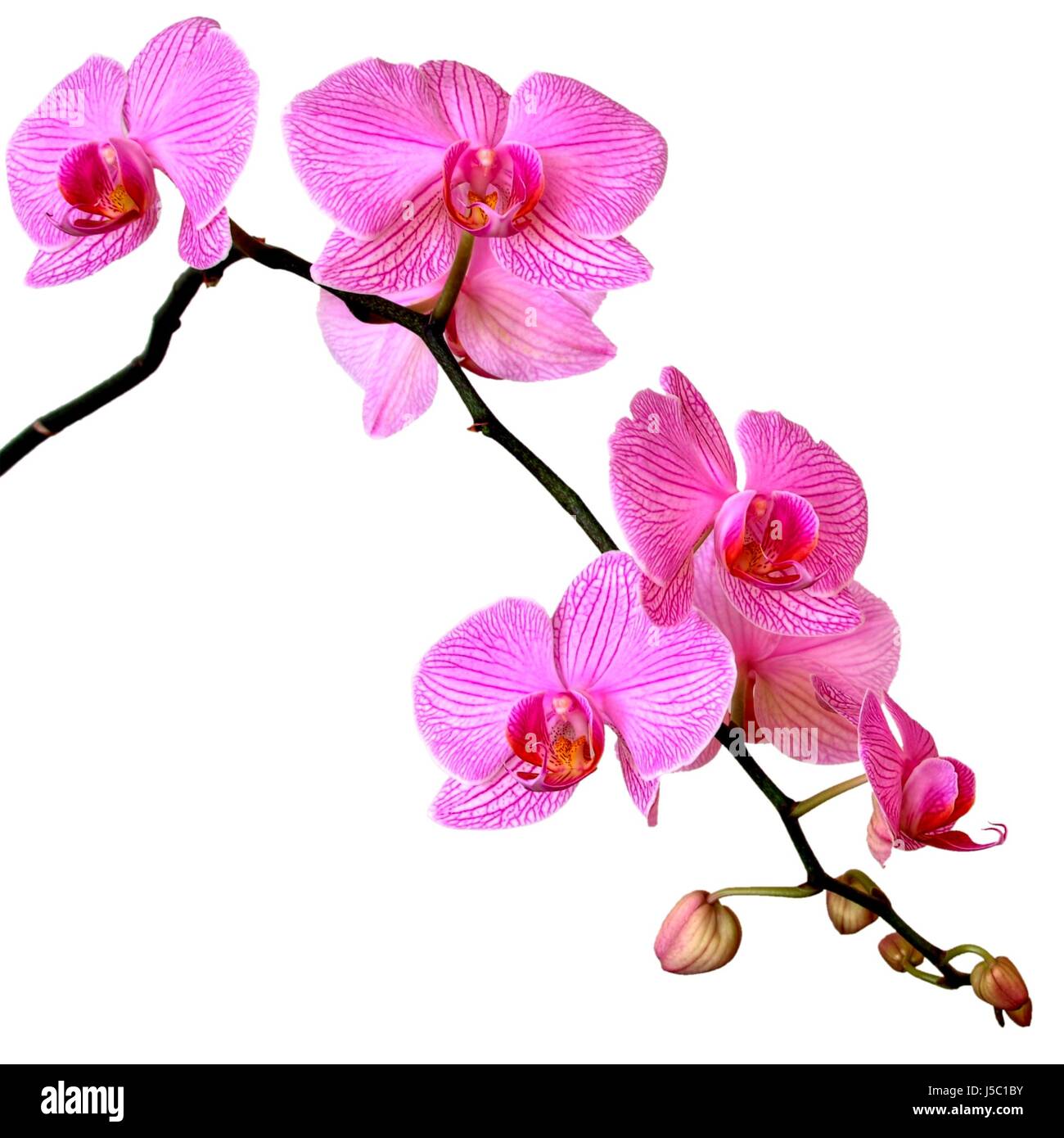 Orchid show Cut Out Stock Images & Pictures - Alamy