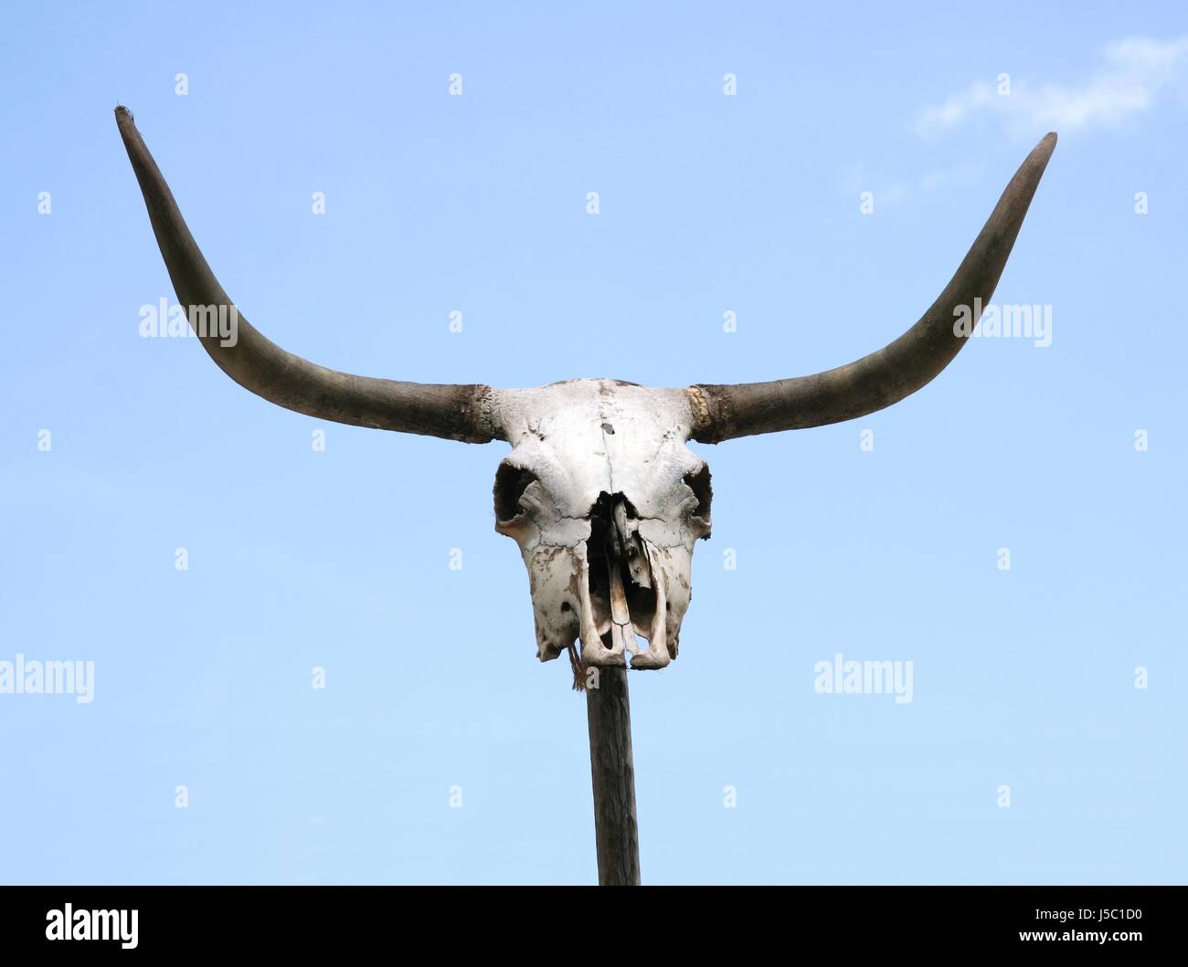 Bison skeleton hi-res stock photography and images - Alamy