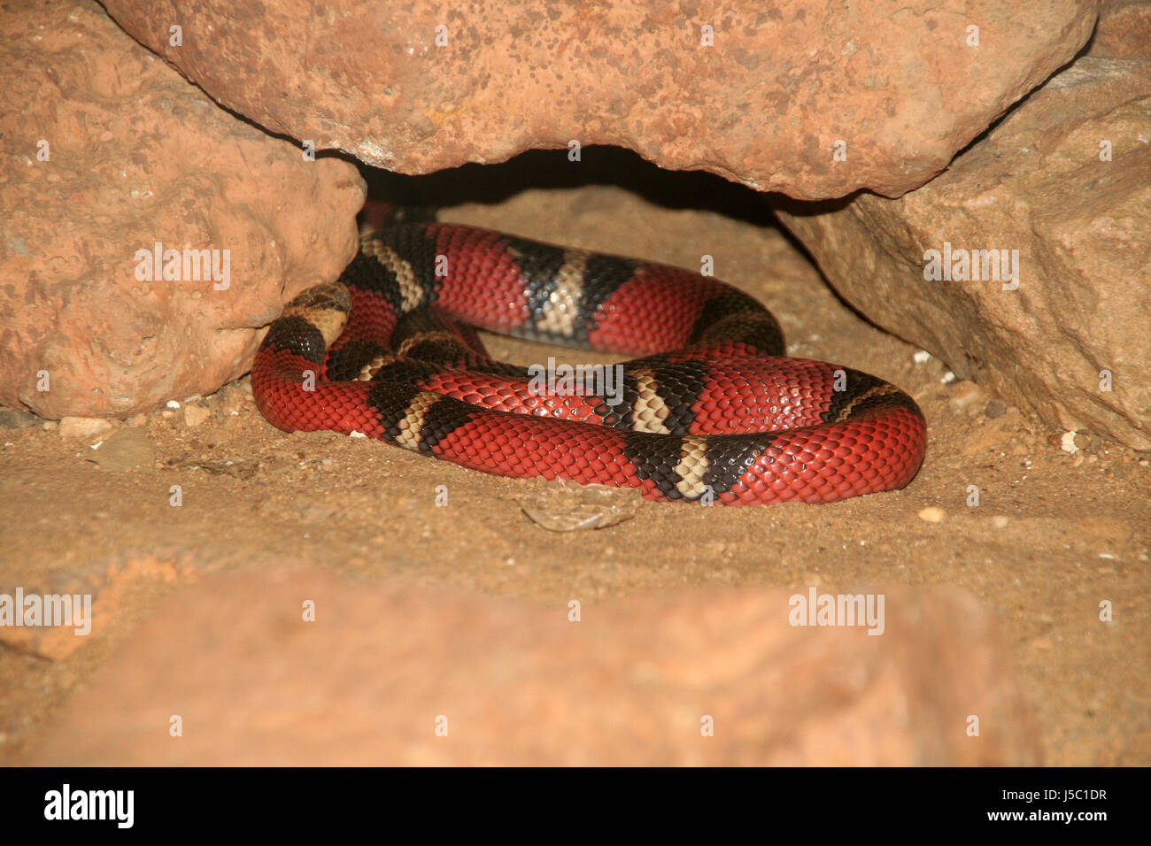 Cave snakes hi-res stock photography and images - Alamy