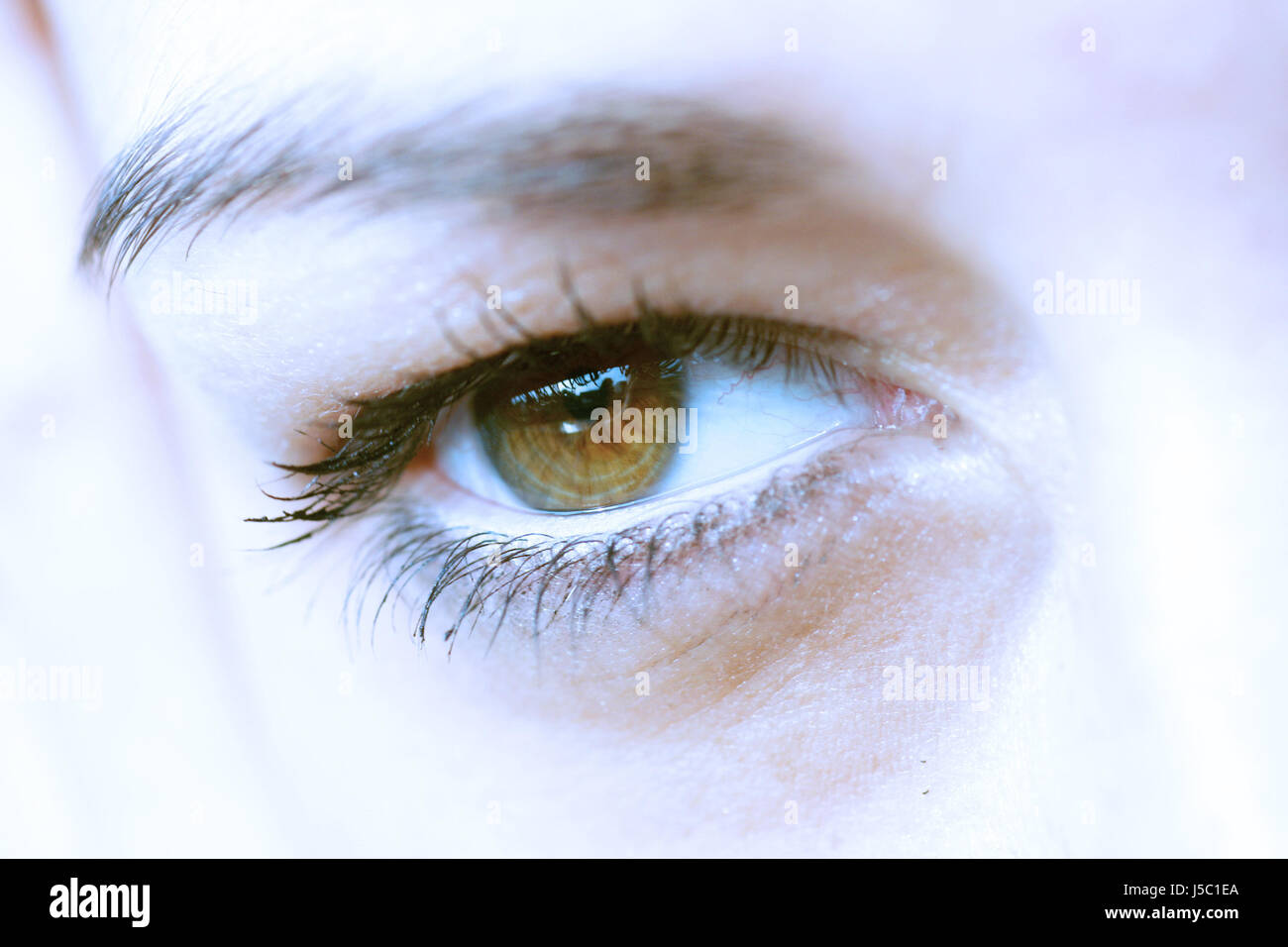 eye organ look glancing see view looking peeking looking at observe ...