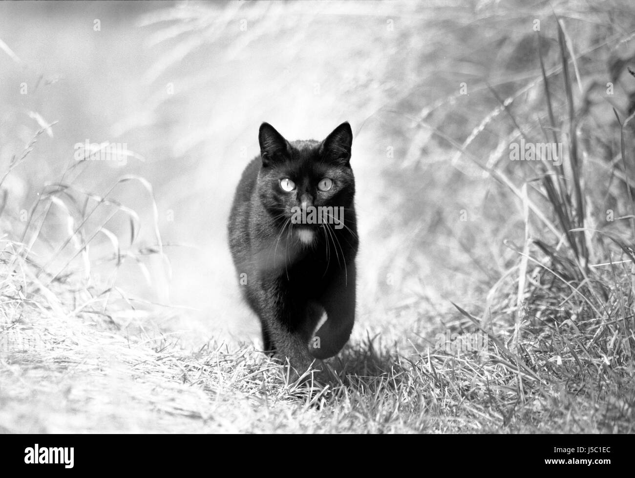 Susi hi-res stock photography and images - Alamy