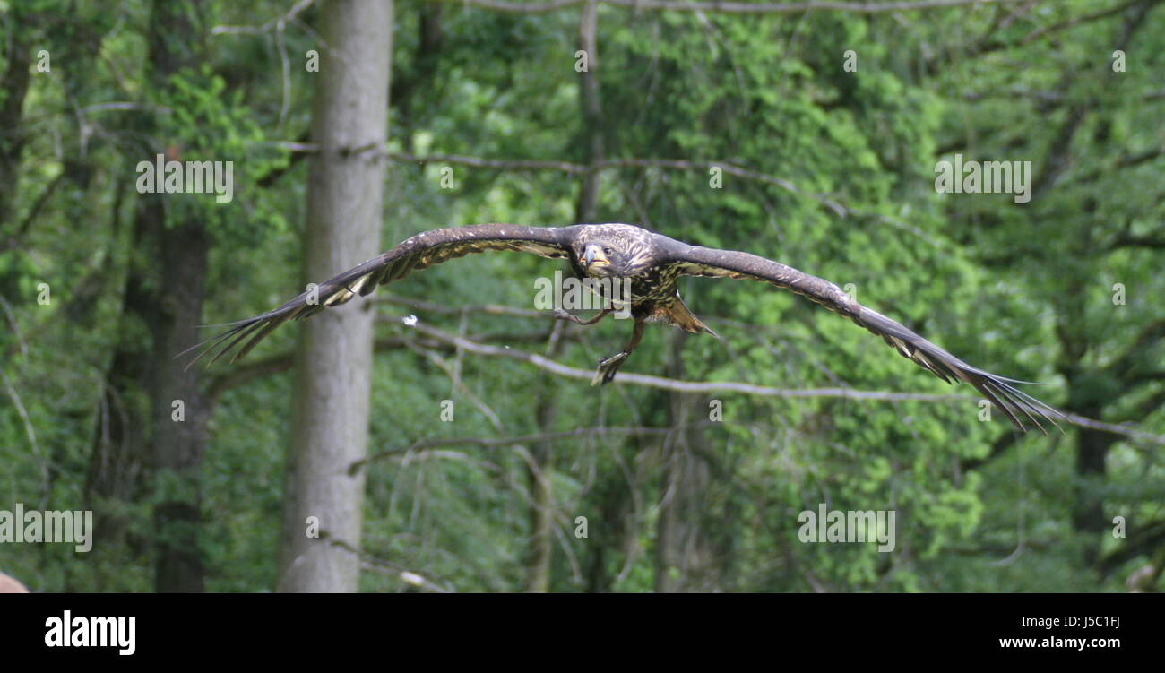 flight bird birds eyes raptor wing beak feathering claws eagle swinging ...