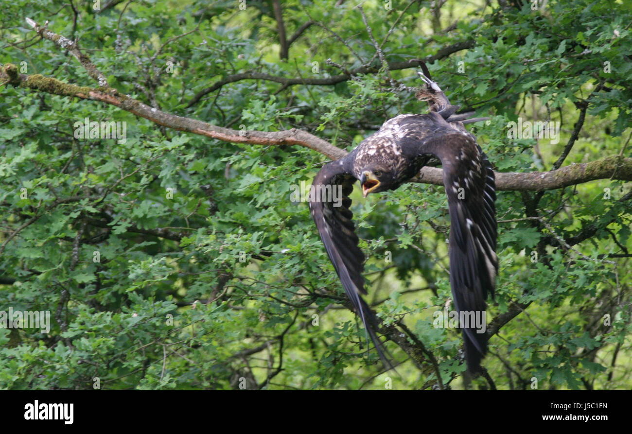 flight bird birds eyes raptor wing beak feathering claws eagle swinging ...