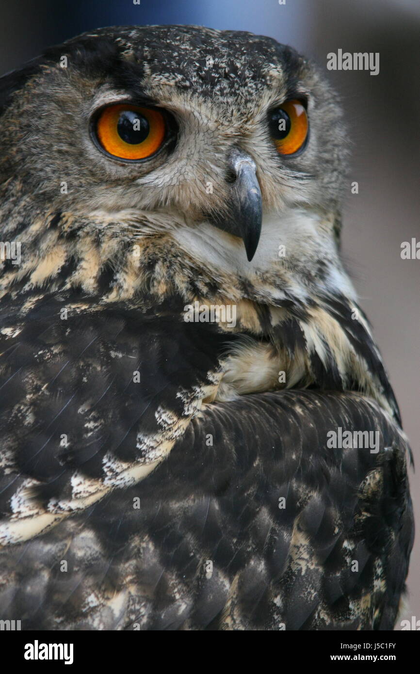 flight bird birds eyes raptor look glancing see view looking peeking ...