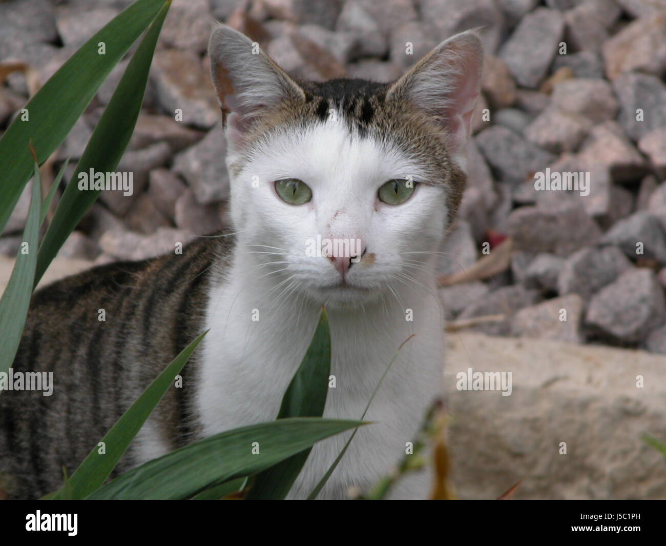 animal pet mammal curiosity look glancing see view looking peeking ...