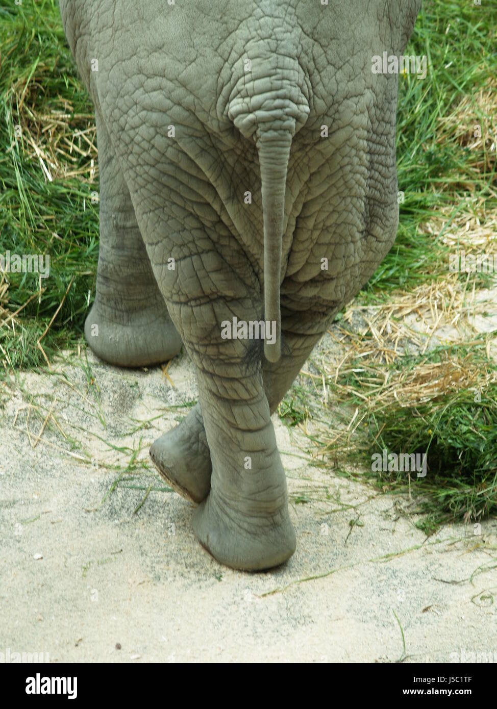 legs elephant giant rear part wrinkles legs elephant giant zoological ...