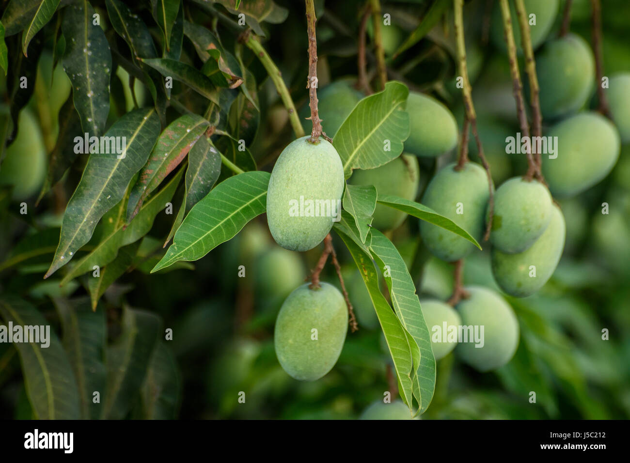 Mango Tree India Stock Photos & Mango Tree India Stock Images - Alamy