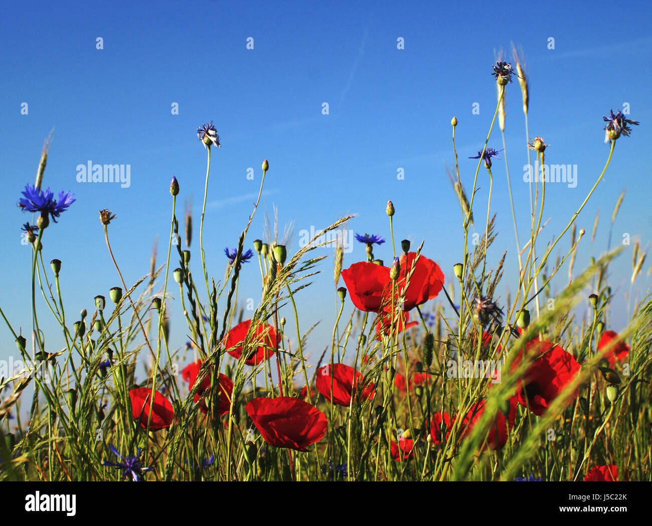 poppy with blue splashes of color Stock Photo - Alamy