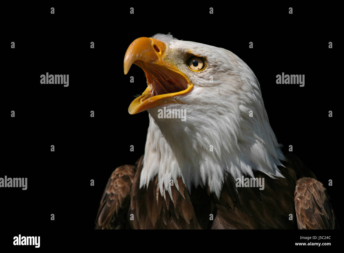 adler in the sunlight Stock Photo - Alamy