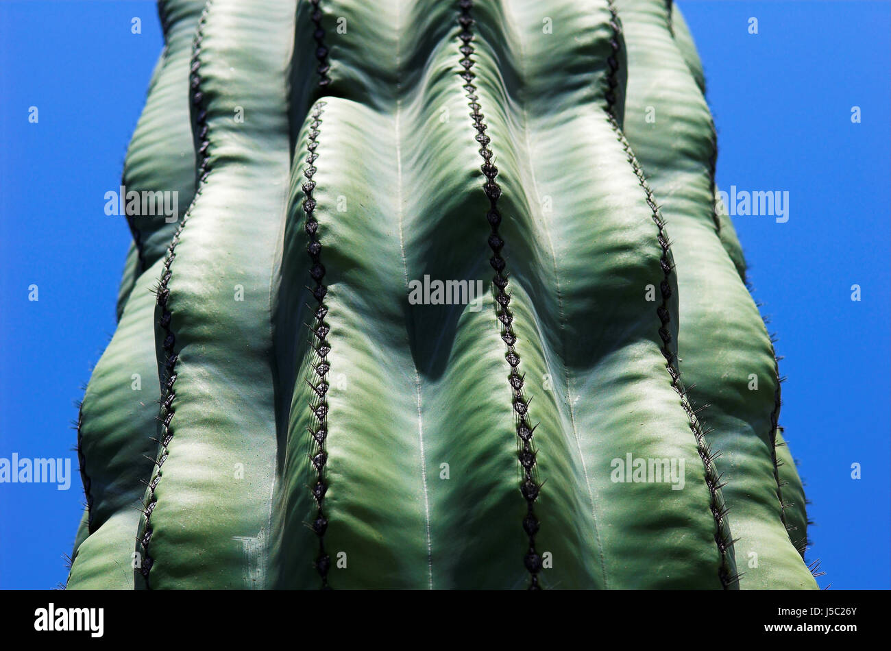 Stachelreihe hi-res stock photography and images - Alamy