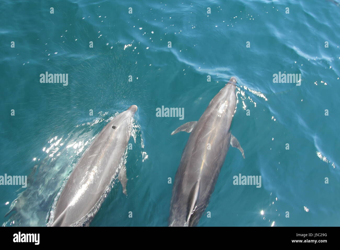 Dolphin america hi-res stock photography and images - Alamy