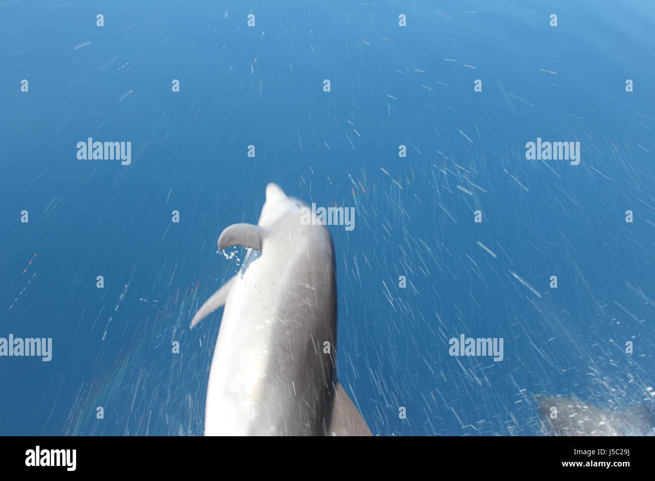 Racing dolphin hi-res stock photography and images - Alamy