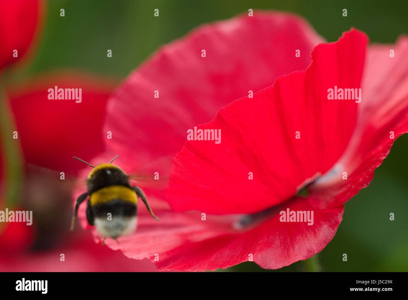 insects green bumblebee animals agriculture farming summer summerly ...