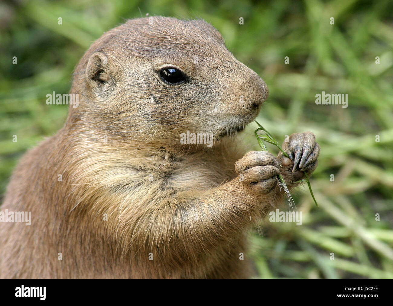 prairie dog portrait Stock Photo - Alamy