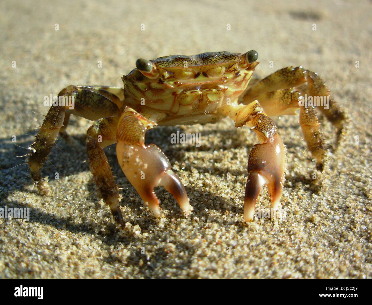beach crab 2 Stock Photo - Alamy