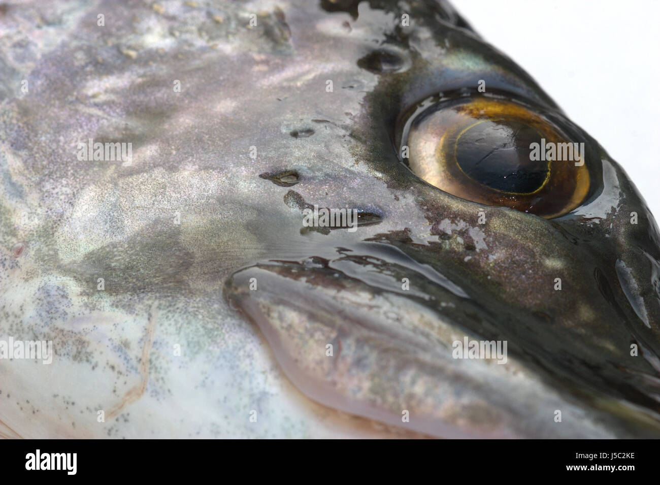 food aliment death fish eyes angle kitchen cuisine boil cooks boiling ...