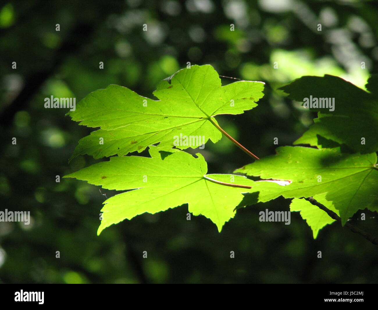 leaf tree green summer summerly maple translucent shine shines bright ...
