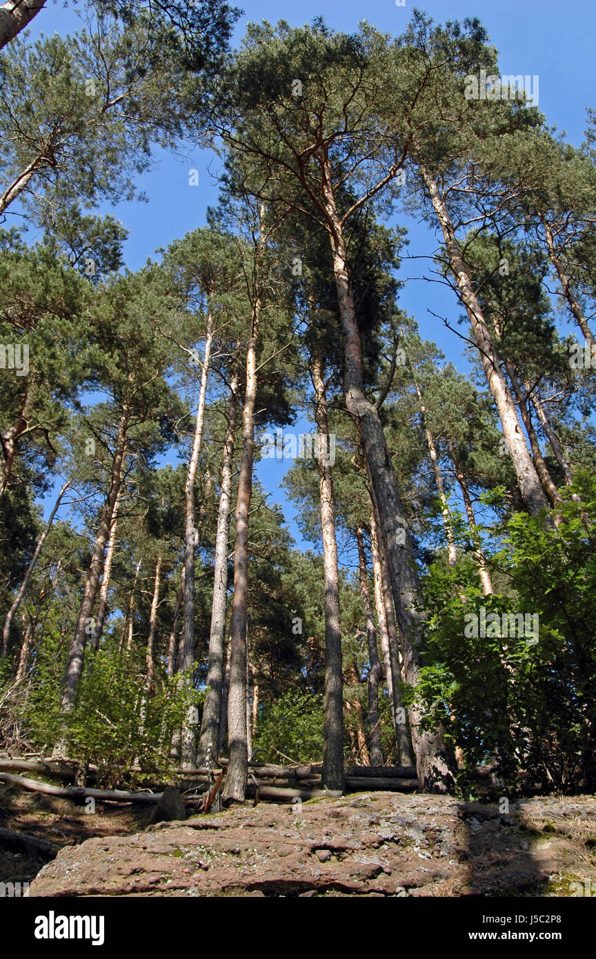 tree trees rock nature-sanctuary woods highlands pines pinewood ...