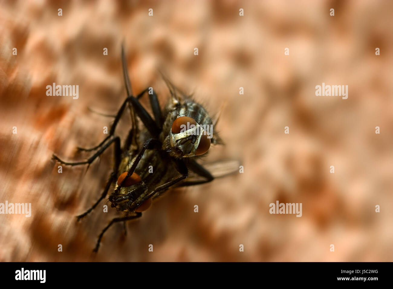 environment enviroment flies animal insect fauna black swarthy jetblack ...