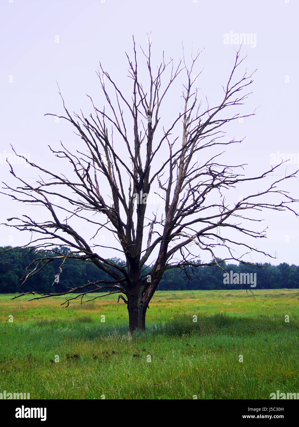 tree summer summerly branches brandenburg vertical inanimate meadow ...