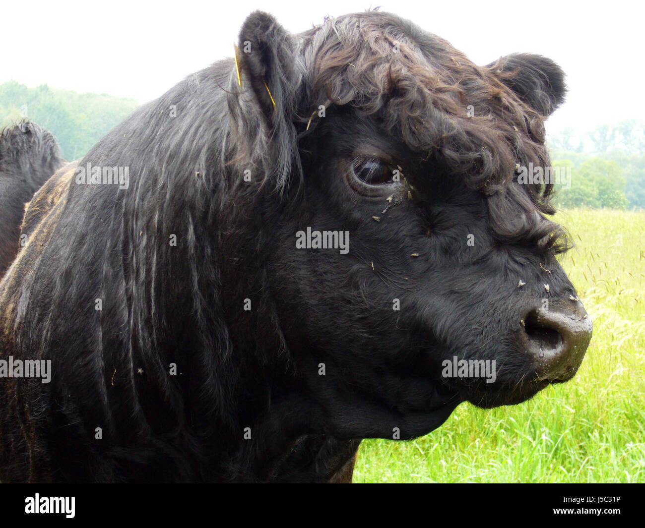 Flying bull head hi-res stock photography and images - Alamy