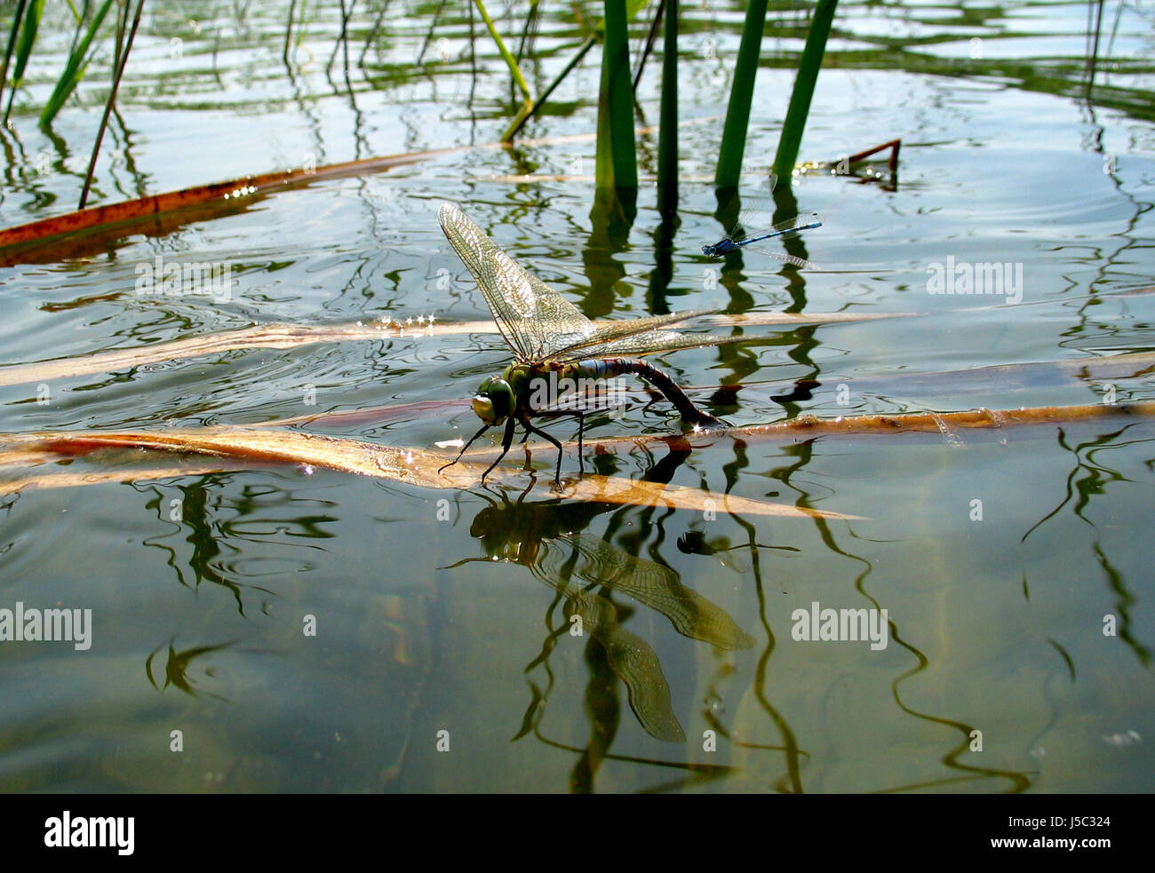 dragonflies am see Stock Photo - Alamy