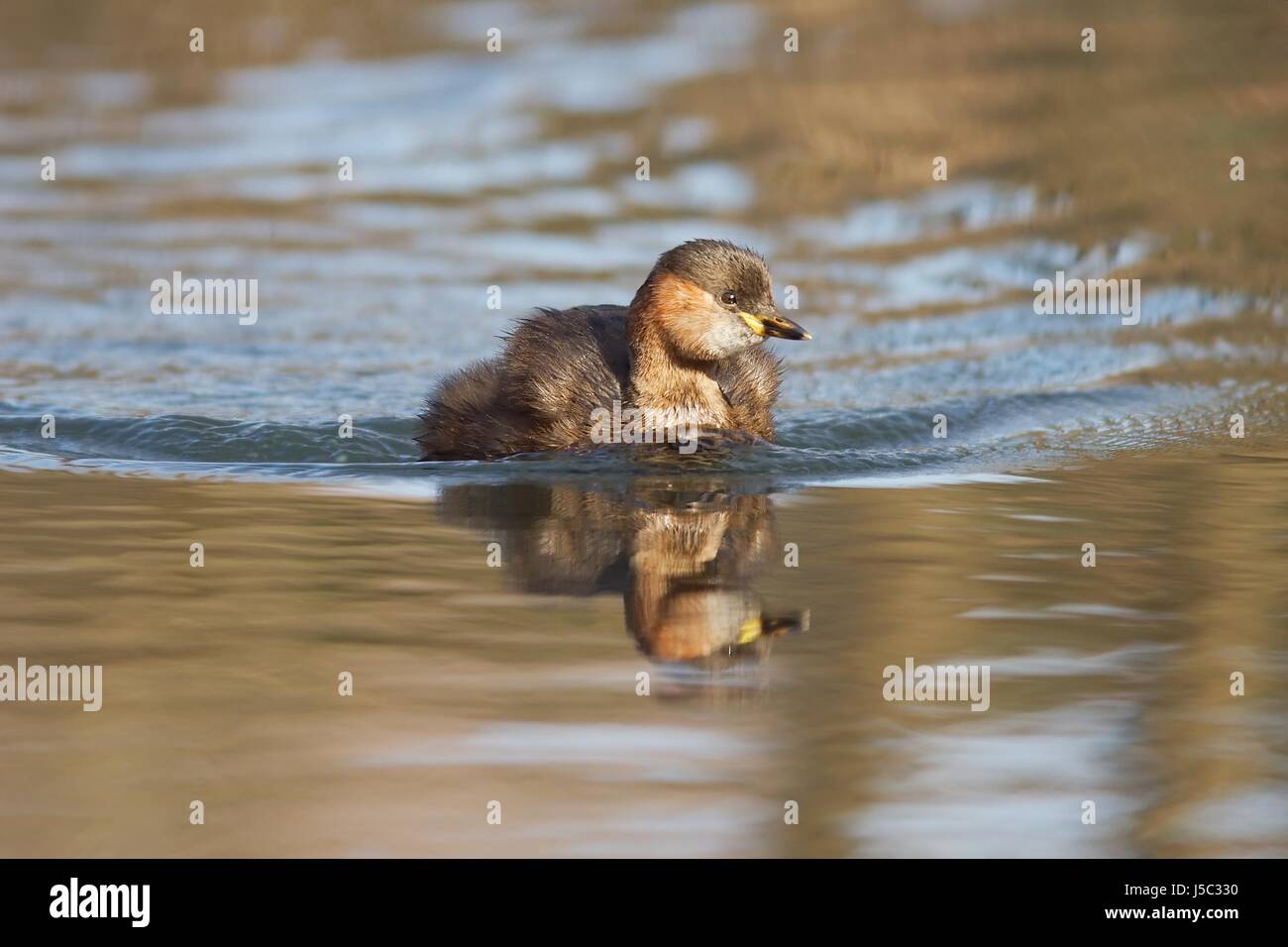 Grebe foot hi-res stock photography and images - Alamy