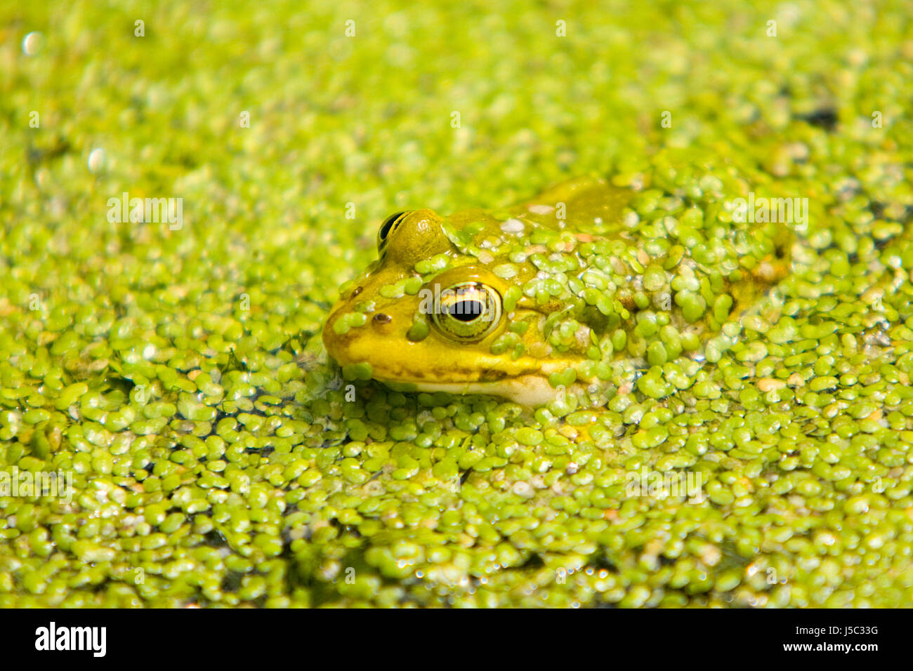 frog in pond Stock Photo - Alamy