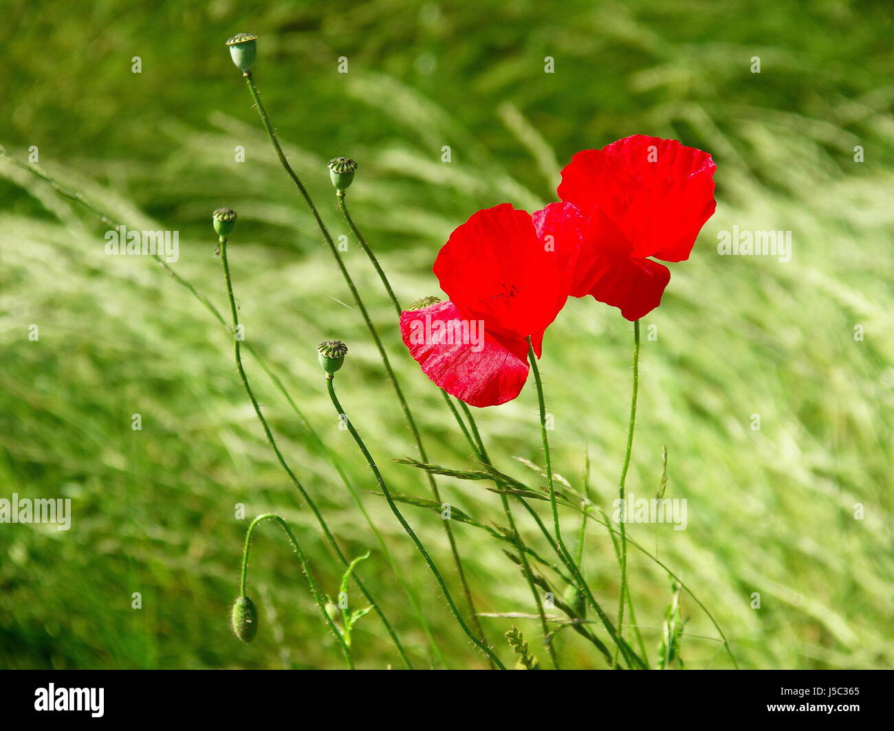 one two four Stock Photo - Alamy