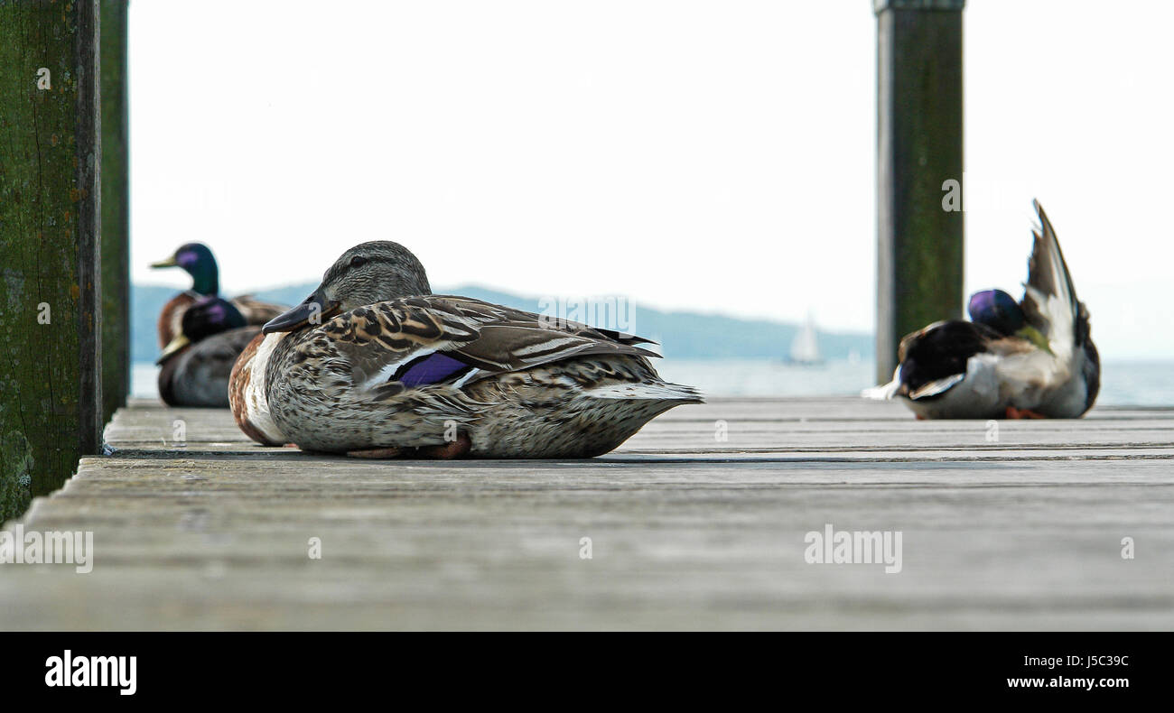 ducks on the web Stock Photo - Alamy