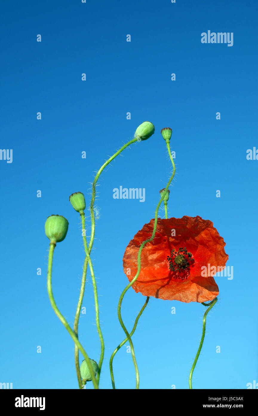 bizarre poppy family Stock Photo - Alamy