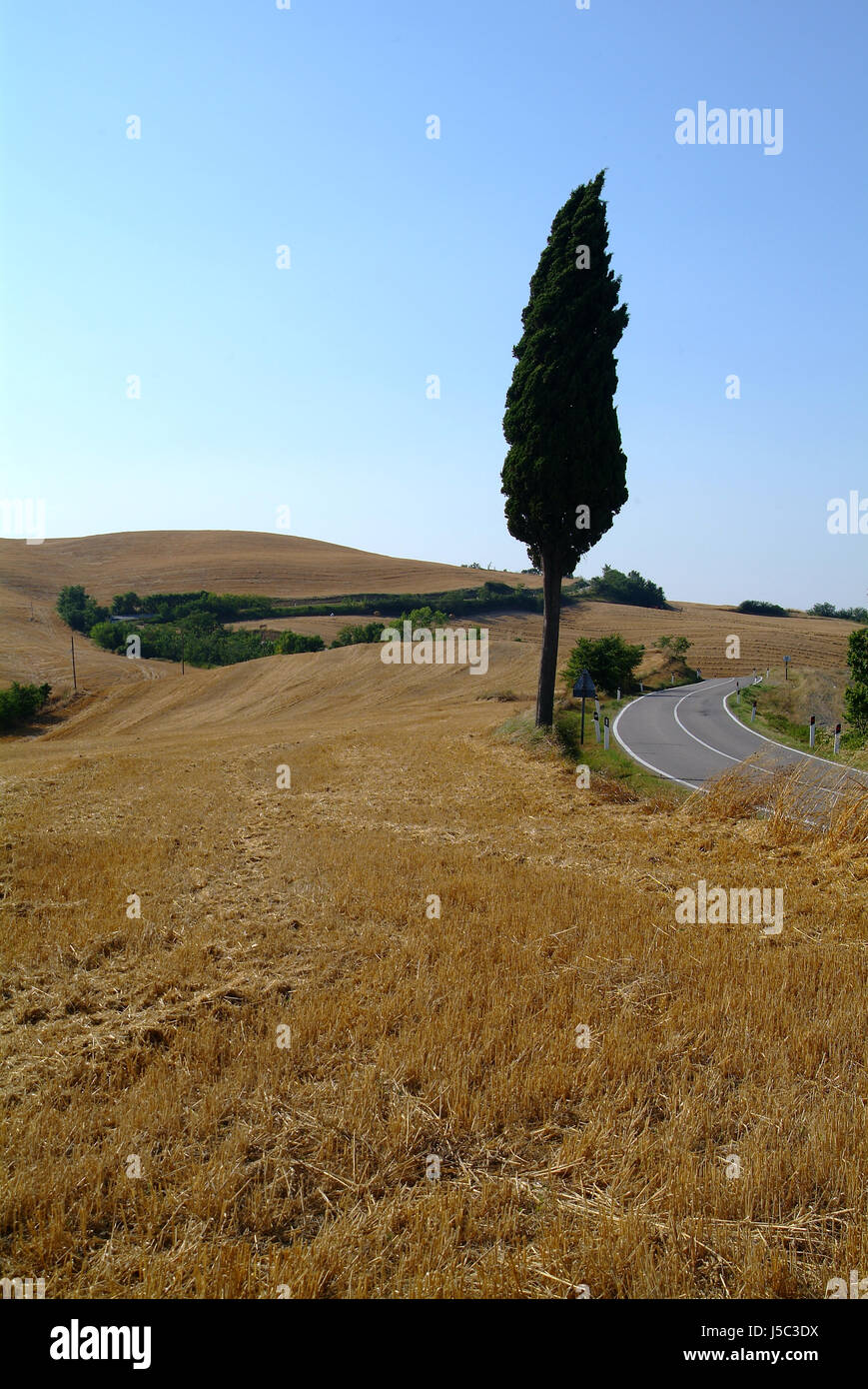 tree in curve Stock Photo - Alamy