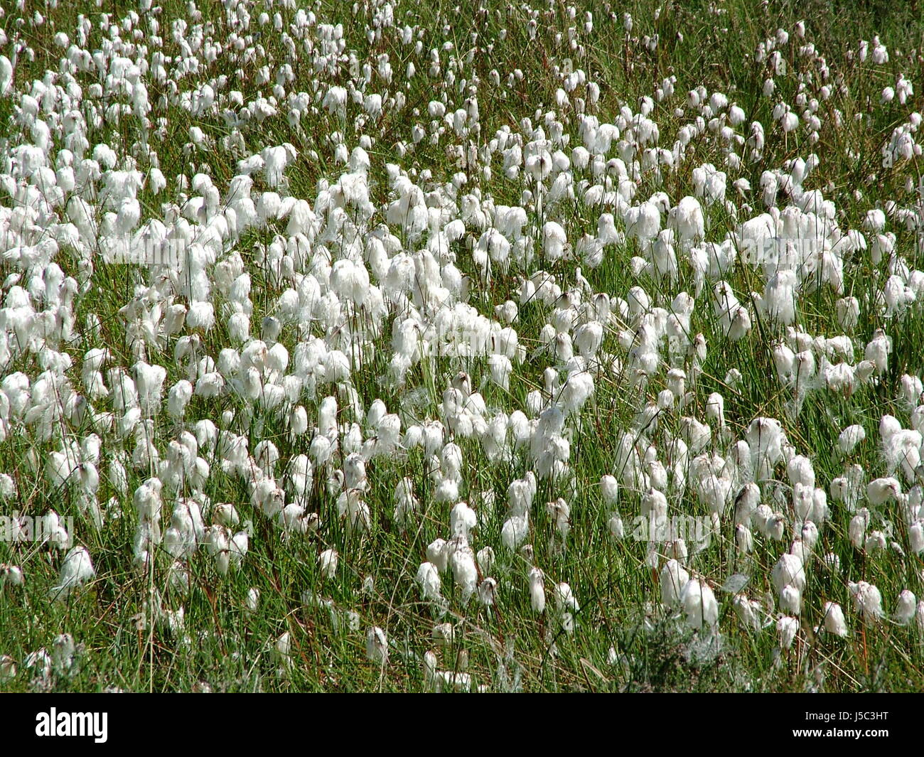 the meadow for wool fans Stock Photo - Alamy