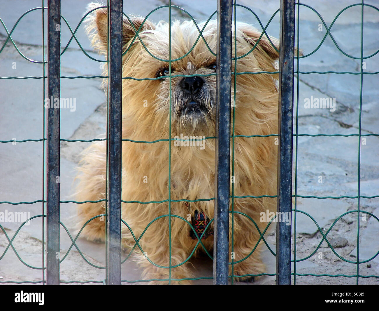 Postman Dog Stock Photos & Postman Dog Stock Images - Alamy