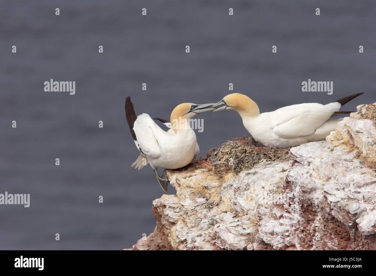 Brawling hi-res stock photography and images - Alamy