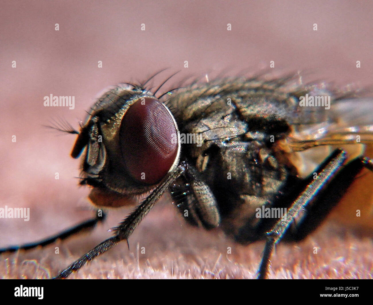 macro close-up macro admission close up view insects wing fly buzz ...