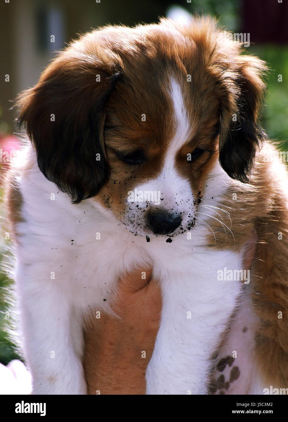 Concerned dog hi-res stock photography and images - Alamy