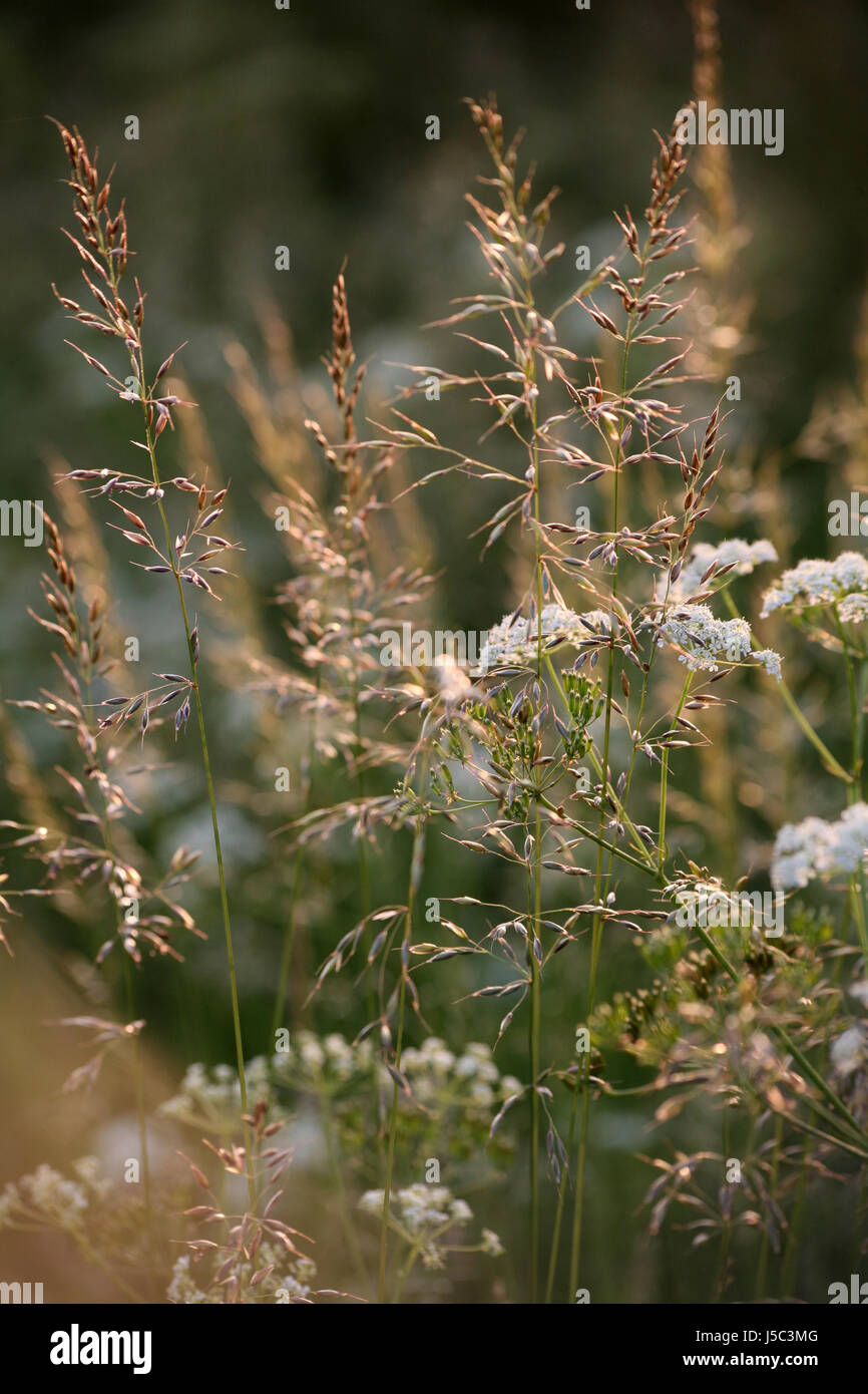 Wiesen brlapp hi-res stock photography and images - Alamy