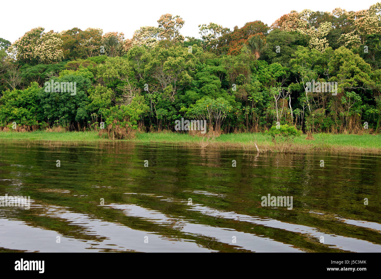 gallery forests of the amazon Stock Photo - Alamy