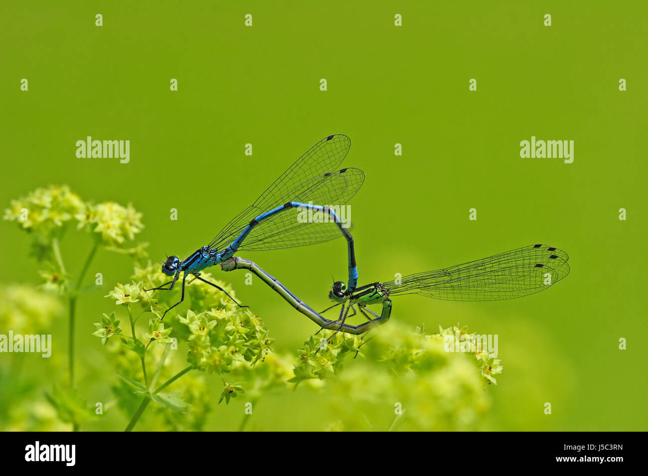 wheel insects green wing affection dragonfly delicate filigree fragile ...