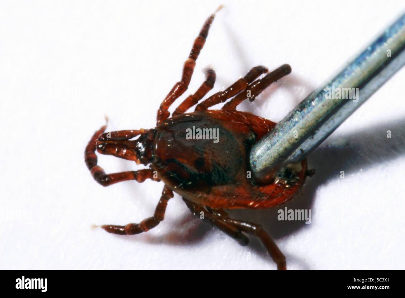 Tick forceps hi-res stock photography and images - Alamy
