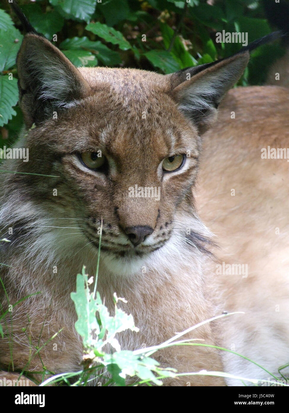 portrait big cat feline predator predator cat lynx pussycat domestic ...
