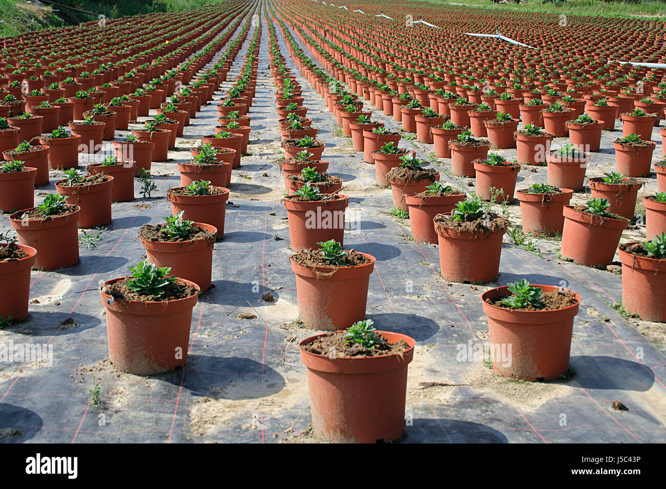 plant field row fields breeding horticulture parade growth flowerpot ...