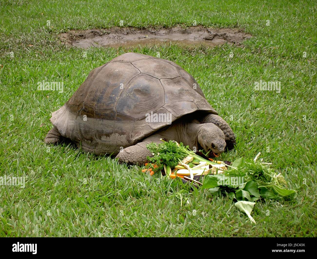 armour to gorge engulf devour very old old turtle tortoise galapagos ...